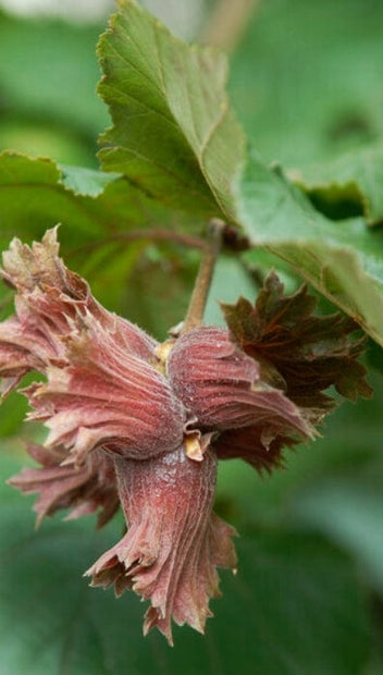 'Purpurea' Filbert Tree | Purple Filbert Tree – Roots Plants