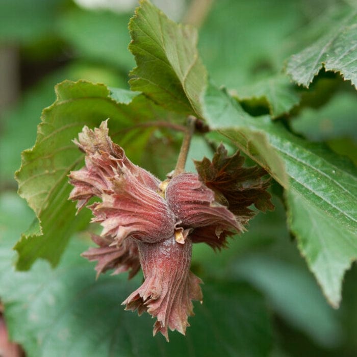 Purple Hazelnut Tree | Corylus maxima 'Purpurea' – Roots Plants