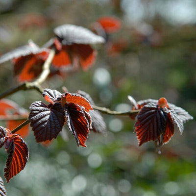Purple Hazelnut Tree | Corylus maxima 'Purpurea' – Roots Plants