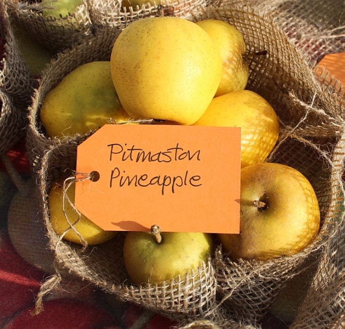 'Pitmaston Pineapple' Apple Tree – Roots Plants