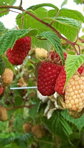 'Cascade Delight' Raspberry Plant – Roots Plants