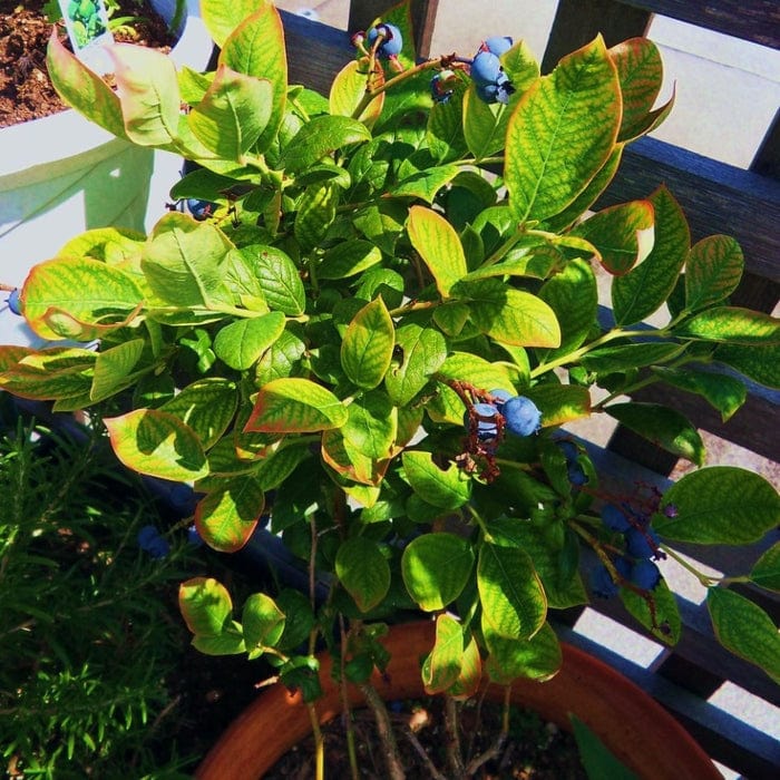 'Earliblue' Blueberry Bush - Roots Plants