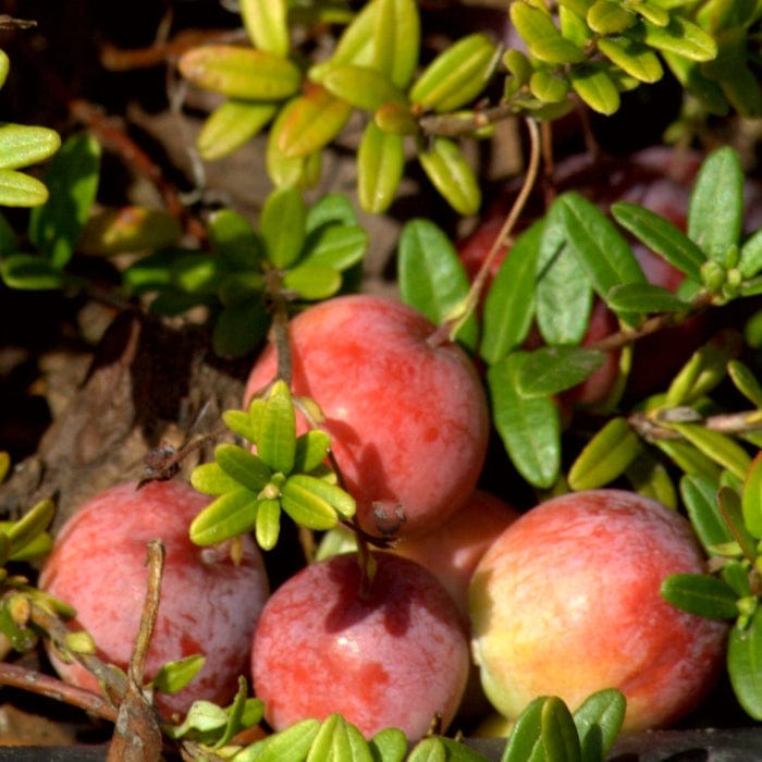 'Pilgrim' Cranberry Bush – Roots Plants