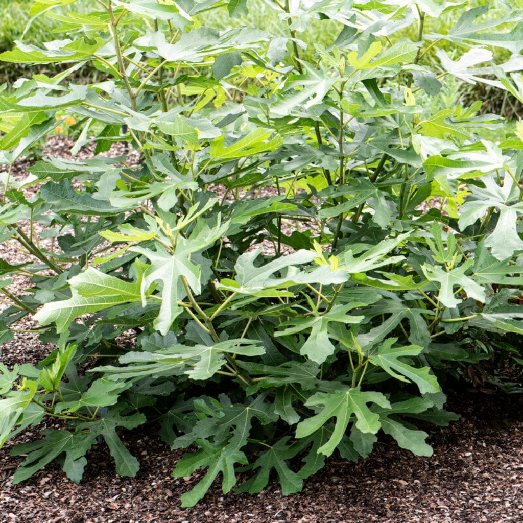 'Little Miss Figgy' Patio Fig Tree – Roots Plants