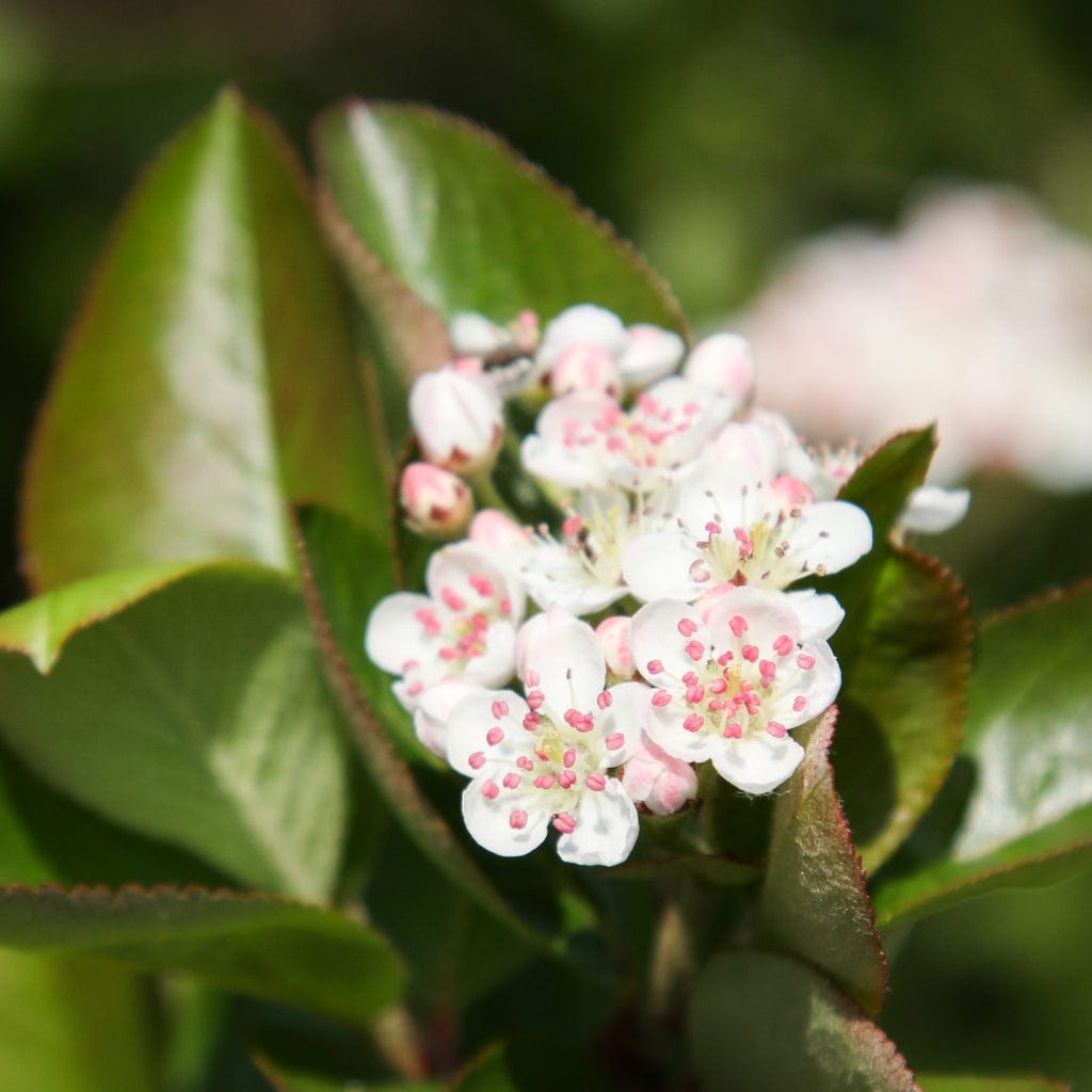 'Viking' Chokeberry Bush | Aronia x prunifolia – Roots Plants