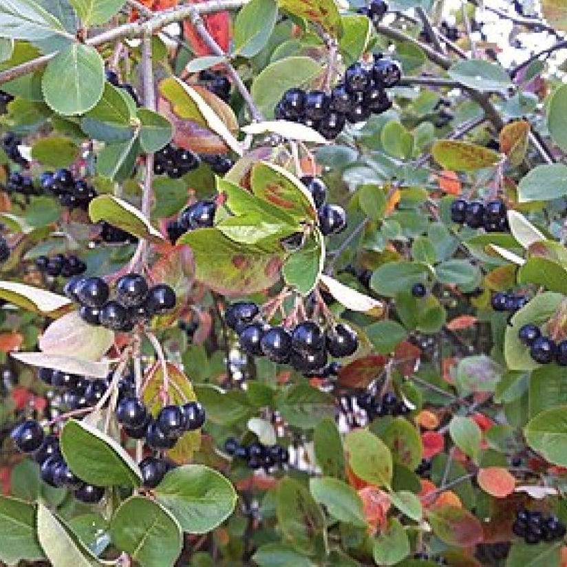'Viking' Chokeberry Bush | Aronia x prunifolia – Roots Plants