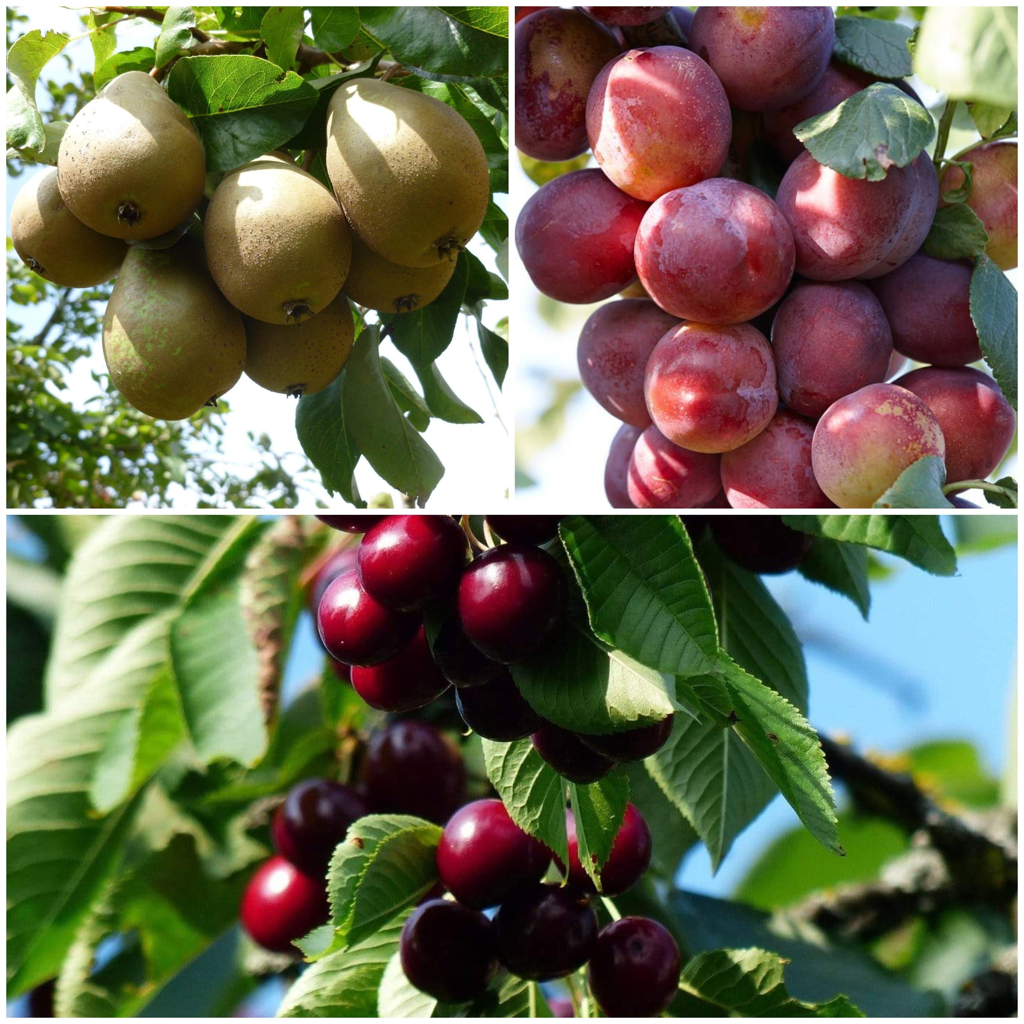 Mini Orchard Collection | Cherry, Pear & Plum Trees – Roots Plants