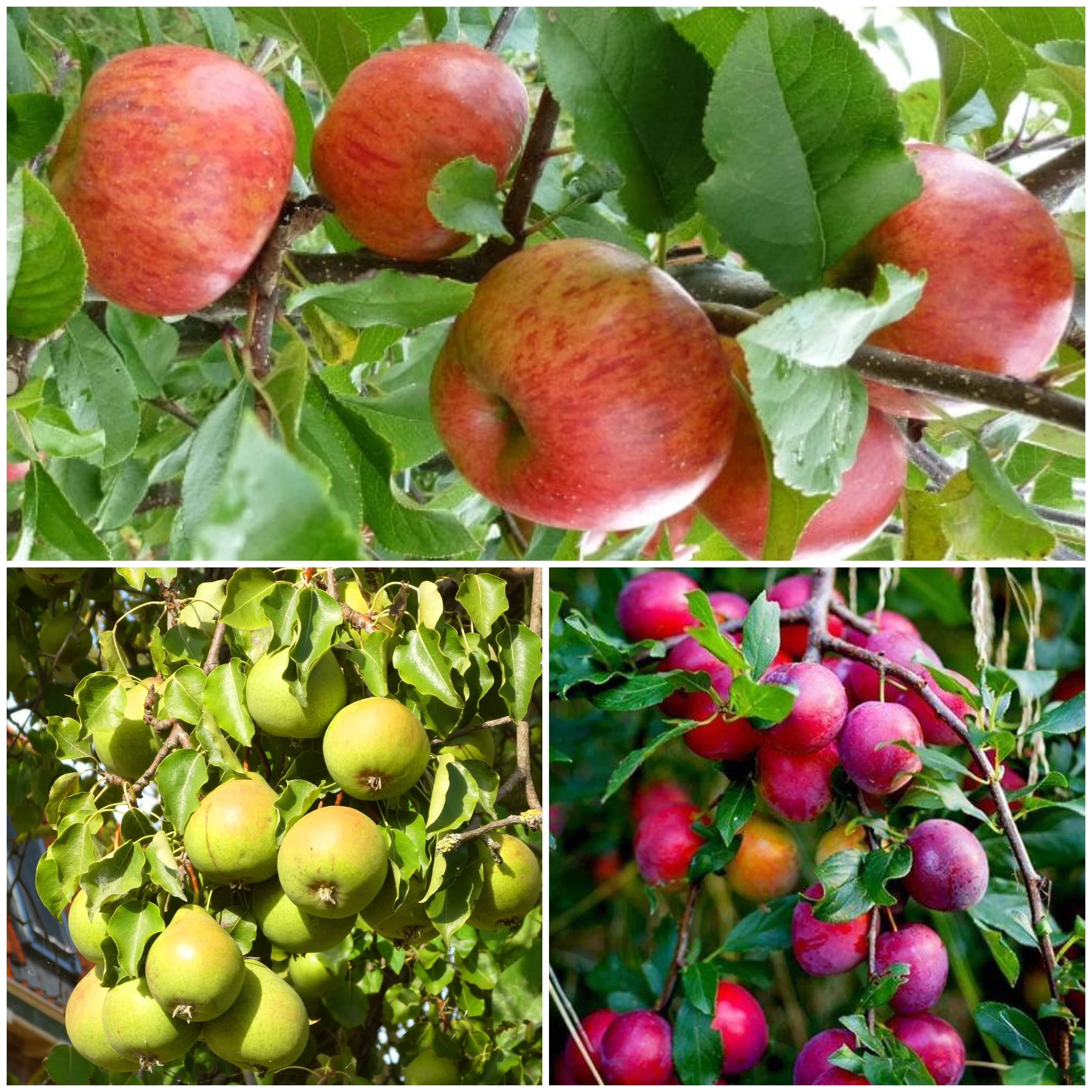 The 3 Top Performing Fruit Trees to Grow in the UK | Apple, Pear & Plu ...
