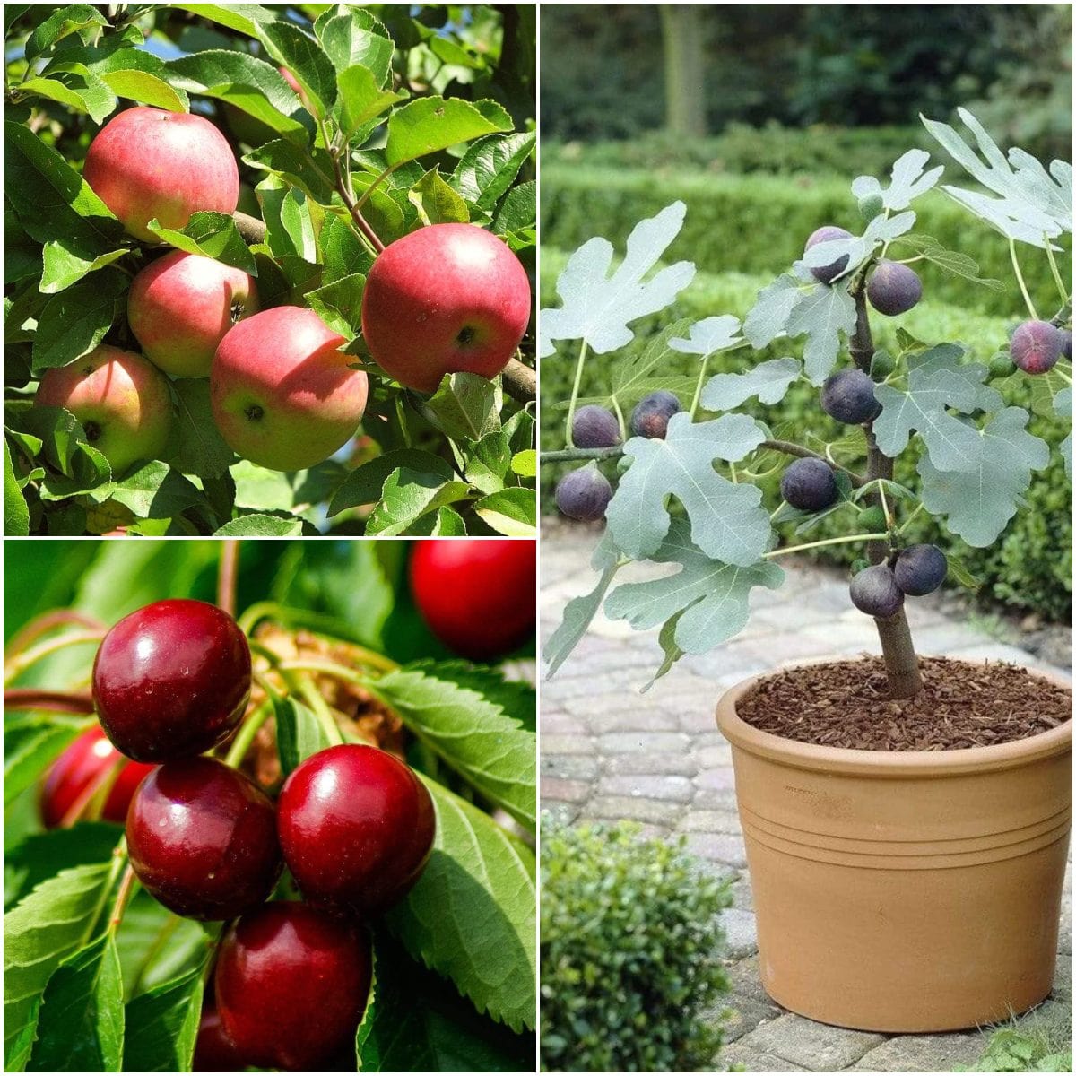 The 3 Best Fruit Trees for Small Gardens | Apple, Cherry & Fig – Roots ...