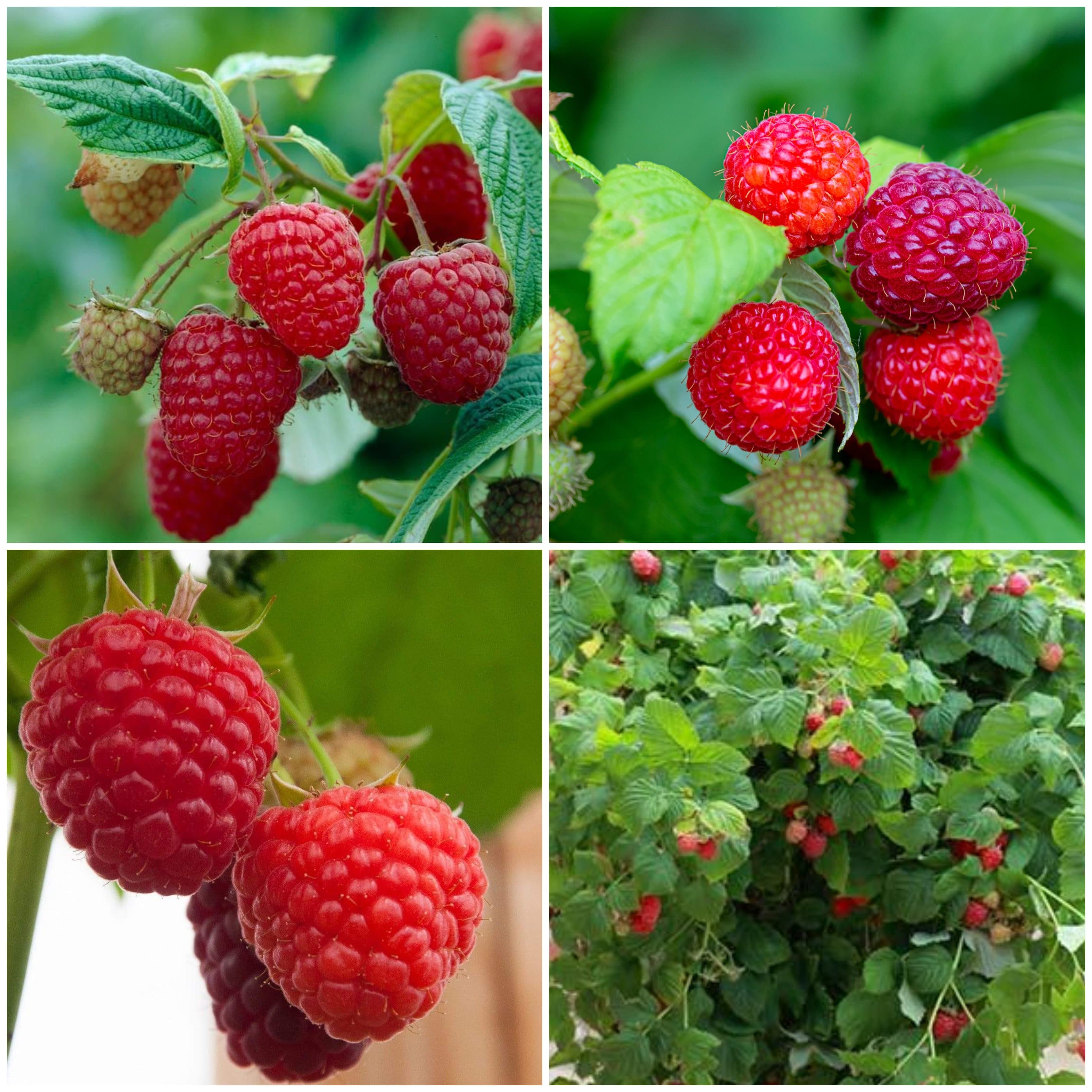 Growing Raspberries: A Beginner’s Guide – Roots Plants