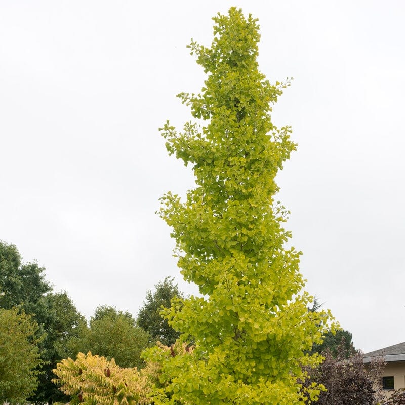 Columnar Gingko Tree | Ginkgo biloba 'Menhir' – Roots Plants