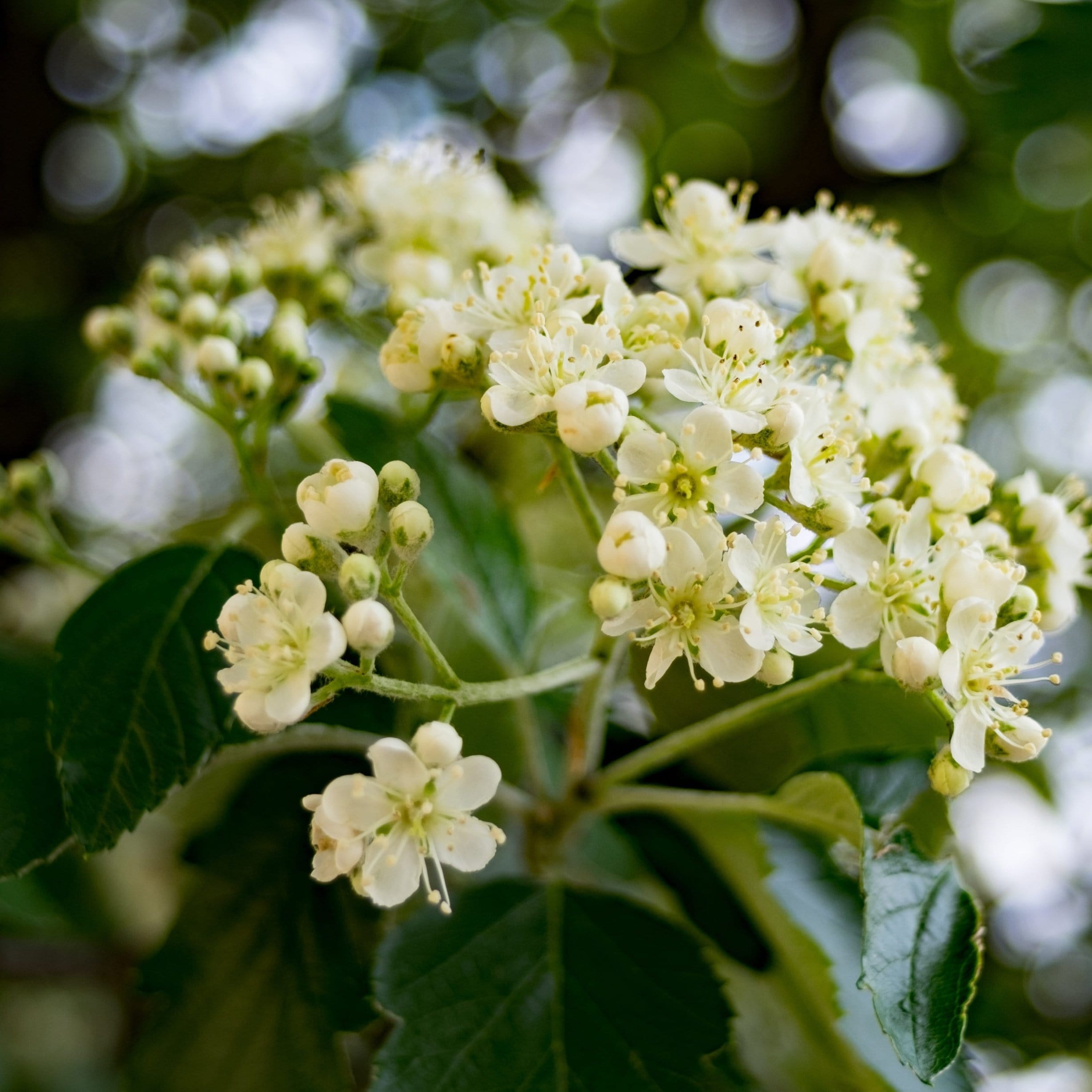 Pink Pagoda Rowan Tree | Sorbus hupehensis - Roots Plants