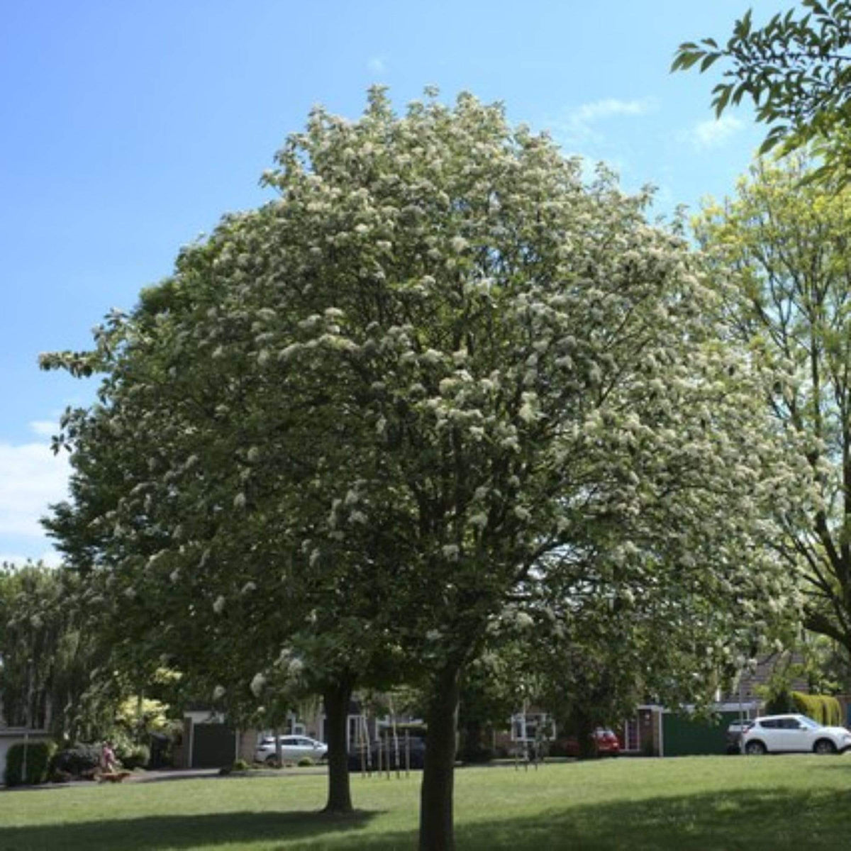 Whitebeam Tree | Sorbus aria 'Lutescens' - Roots Plants