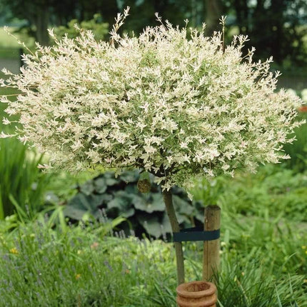 Best Trees for Small Gardens – Roots Plants