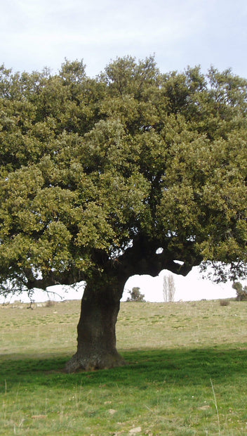 Evergreen Oak Tree | Quercus ilex – Roots Plants