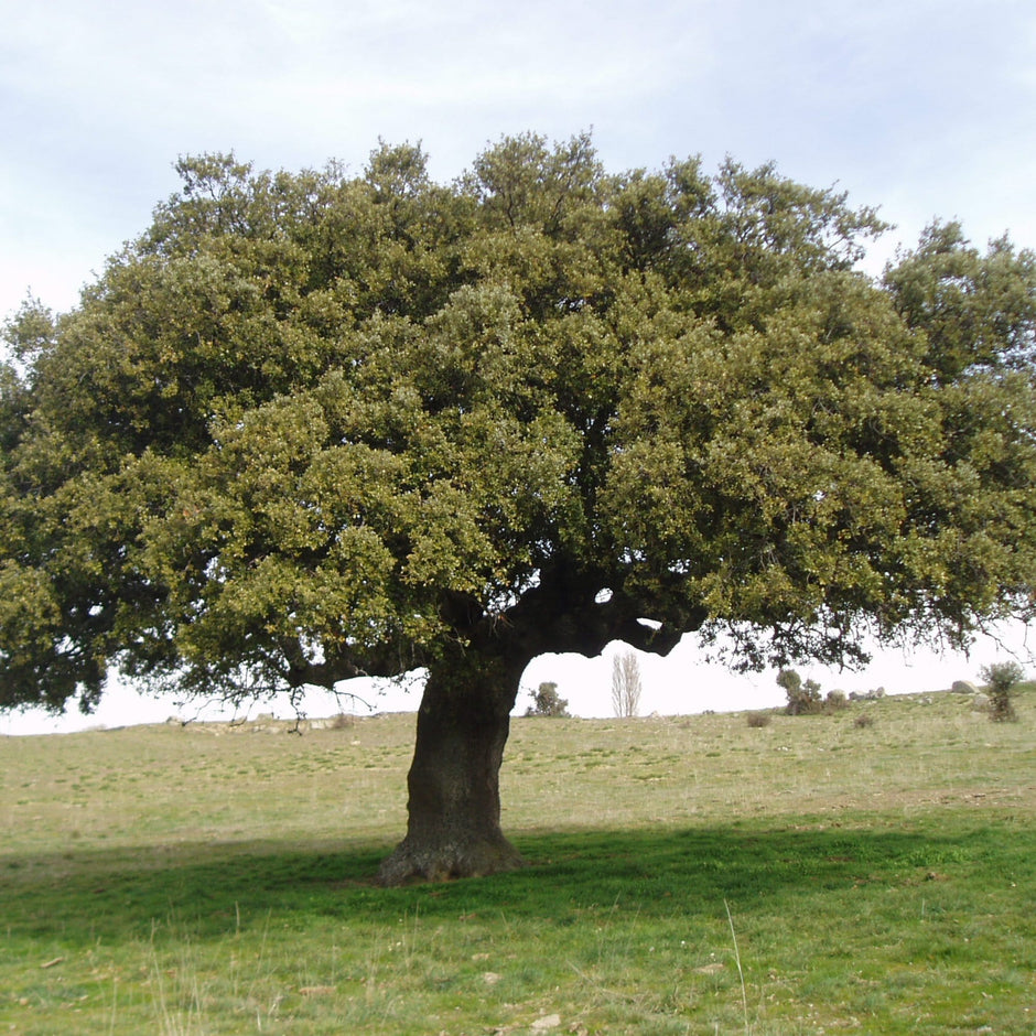 Oak Tree Facts: 7 Surprising Discoveries – Roots Plants