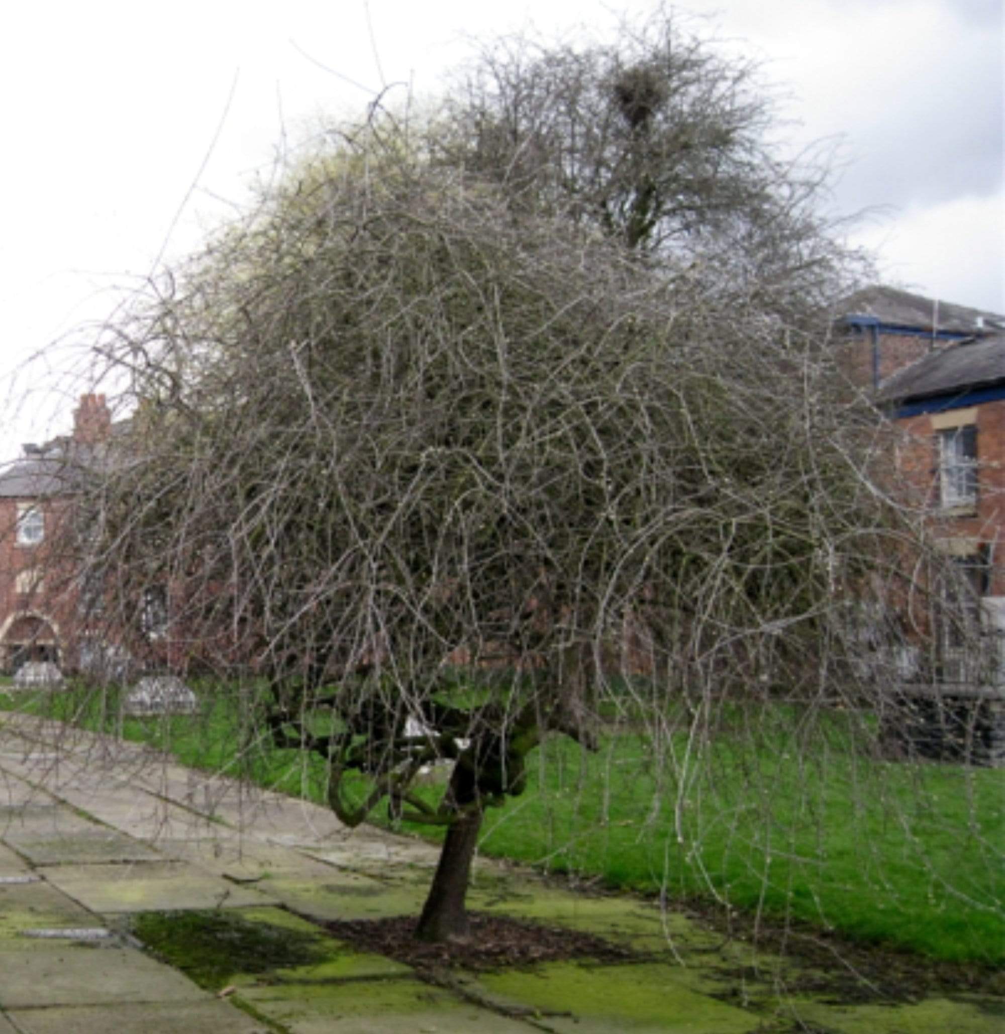 Ornamental Weeping Silver Pear Tree | Pyrus salicifolia 'Pendula ...