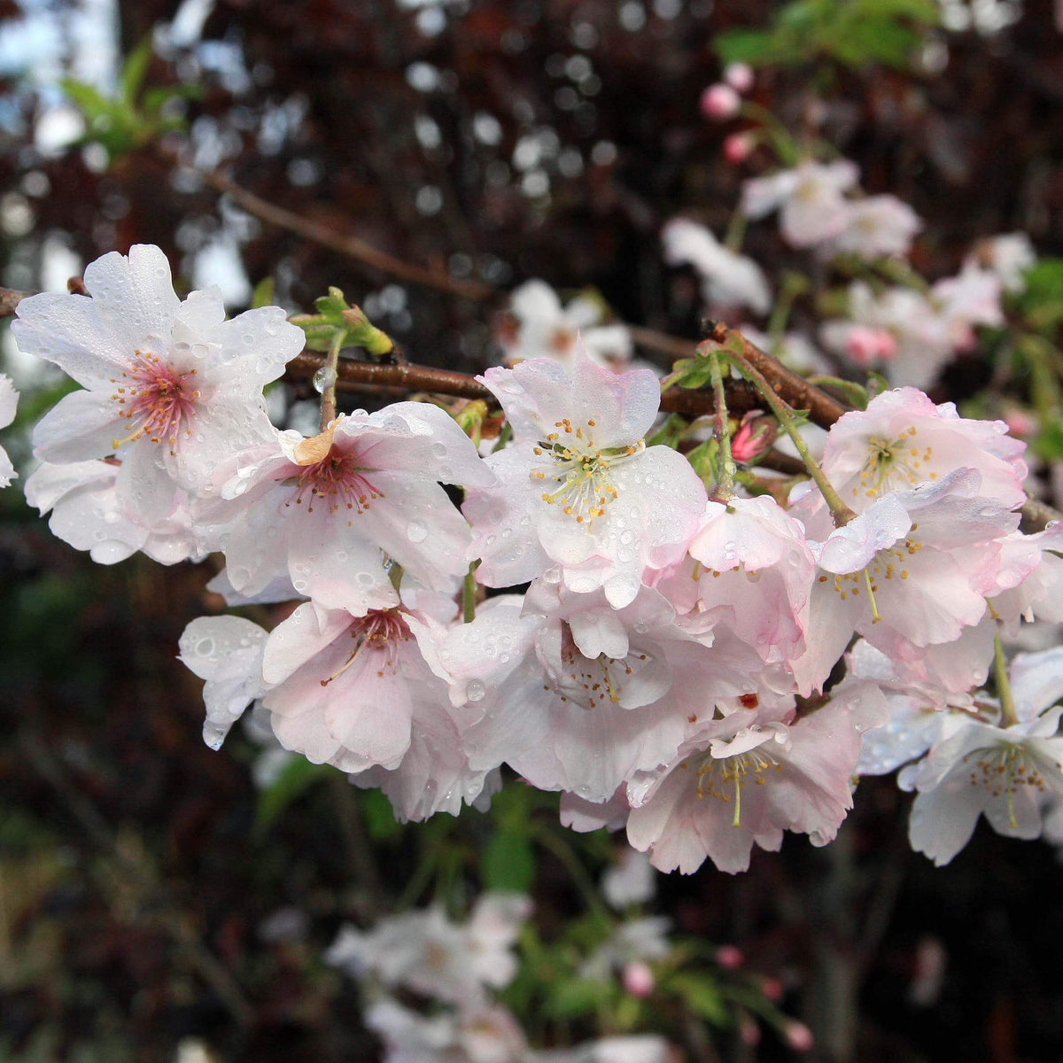 Pink Winter Flowering Cherry Tree | Prunus x subhirtella 'Autumnalis ...