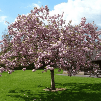Pink Cherry Blossom Tree | UK Grown Prunus 'Pink Perfection' – Roots Plants