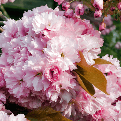 Pink Cherry Blossom Tree | UK Grown Prunus 'Pink Perfection' – Roots Plants