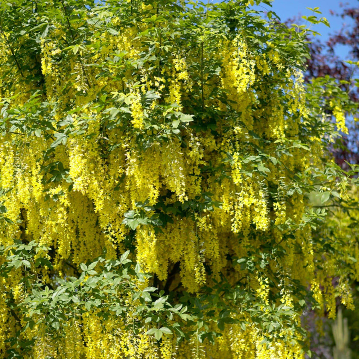 Golden Chain Tree | Laburnum watereri 'Vossii' – Roots Plants