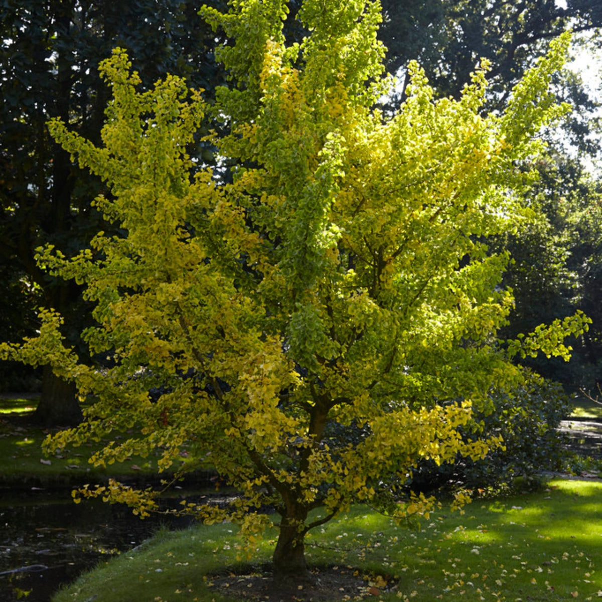 Ginkgo Biloba | Maidenhair Tree - Roots Plants