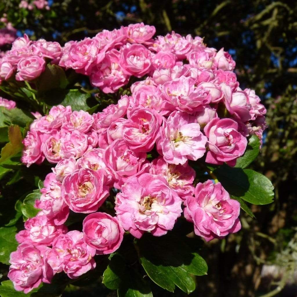 Red Hawthorn Tree | Crataegus laevigata 'Paul's Scarlet' – Roots Plants