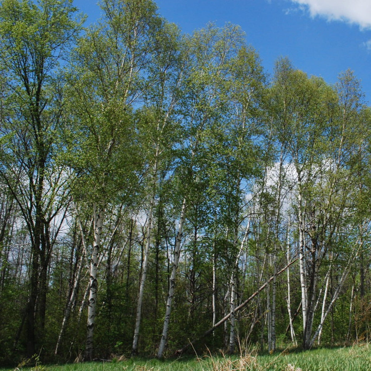 Paper Birch Tree | Betula Papyrifera – Roots Plants