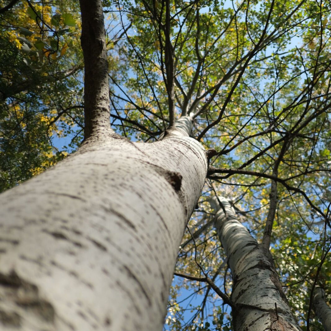 Best Birch Trees: Grower’s Recommendations – Roots Plants