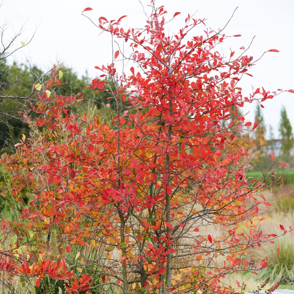 Amelanchier Tree | Amelanchier Canadensis - Roots Plants