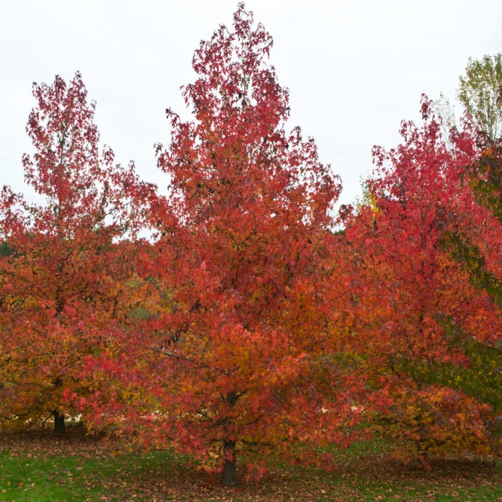 Thea Liquidambar Tree - Roots Plants