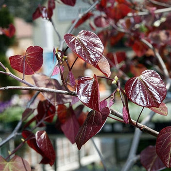 'Red Force' Canadian Redbud Tree | Cercis canadensis – Roots Plants