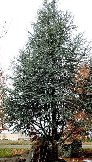 Blue Cedar Tree | Cedrus atlantica 'Glauca' – Roots Plants