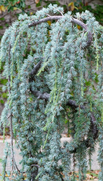 Weeping Blue Cedar Tree | Cedrus atlantica 'Glauca Pendula' – Roots Plants