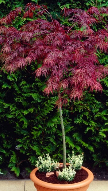 Red Weeping Japanese Maple Tree | Acer palmatum 'Garnet' – Roots Plants