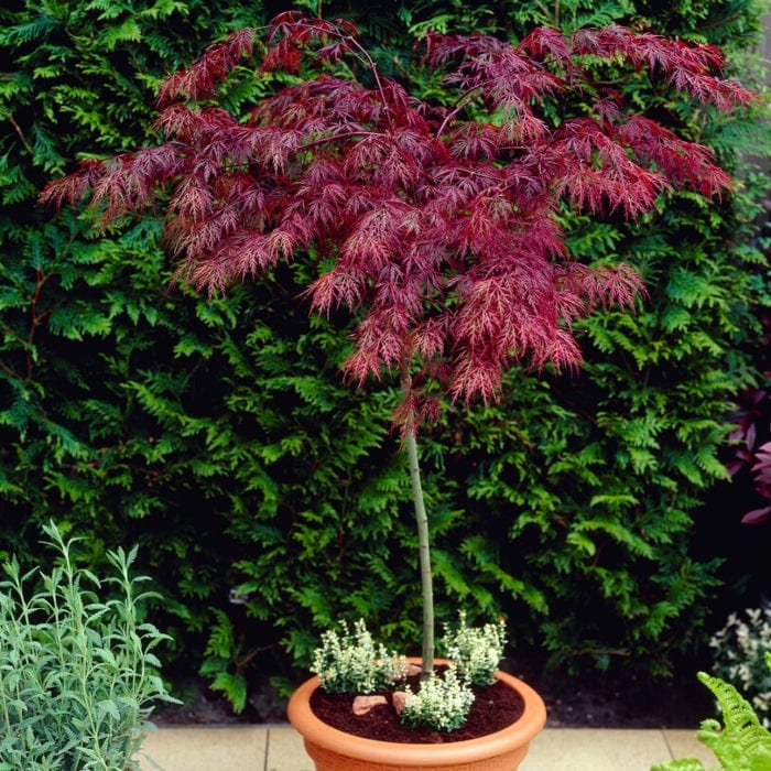 Pruning Acers: The Complete Guide | Roots Plants