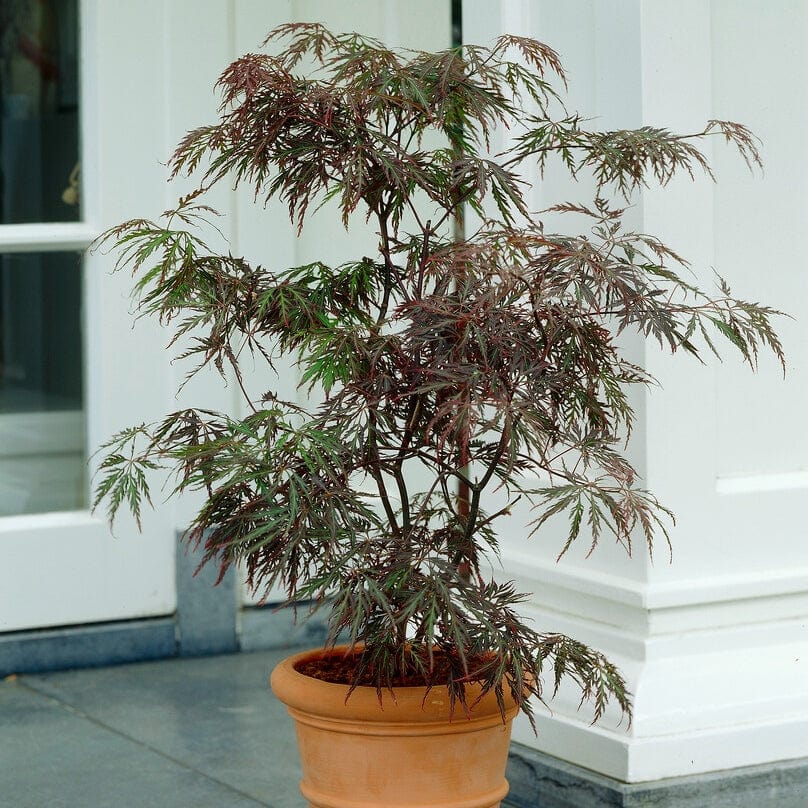 Red Weeping Japanese Maple Tree | Acer palmatum 'Garnet' - Roots Plants