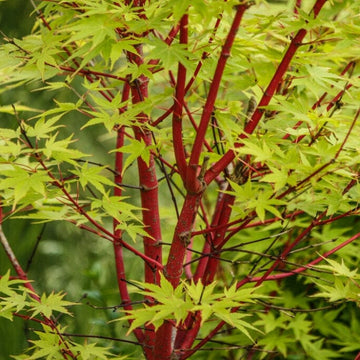 Acer Tree Care: Planting, Feeding and Problem Solving – Roots Plants