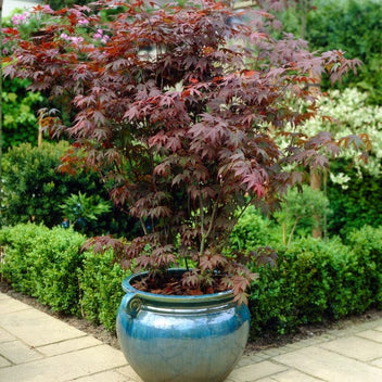 Purple Japanese Maple Tree | Acer palmatum 'Atropurpureum' – Roots Plants