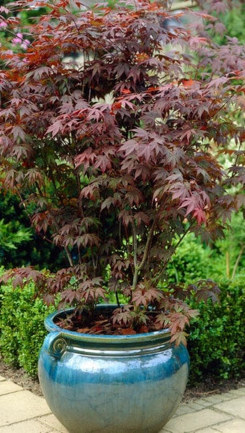 Purple Japanese Maple Tree | Acer palmatum 'Atropurpureum' – Roots Plants