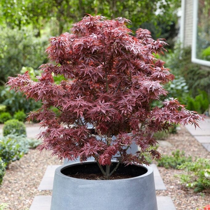 Purple Japanese Maple Tree | Acer palmatum 'Atropurpureum' - Roots Plants