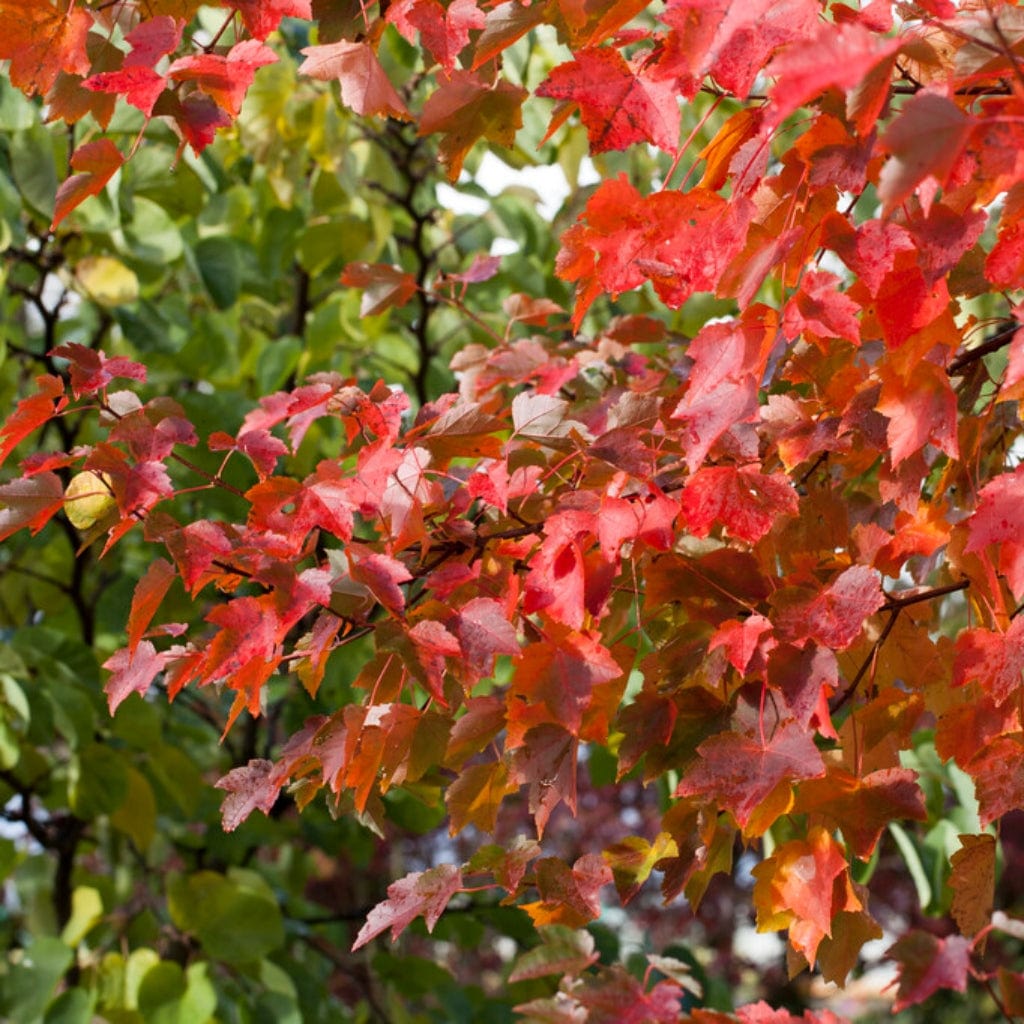 Canadian Red Maple Tree | Acer rubrum 'Fairview Flame' – Roots Plants
