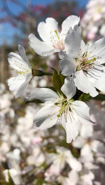 'Pandora' Cherry Blossom Tree | Prunus padus – Roots Plants