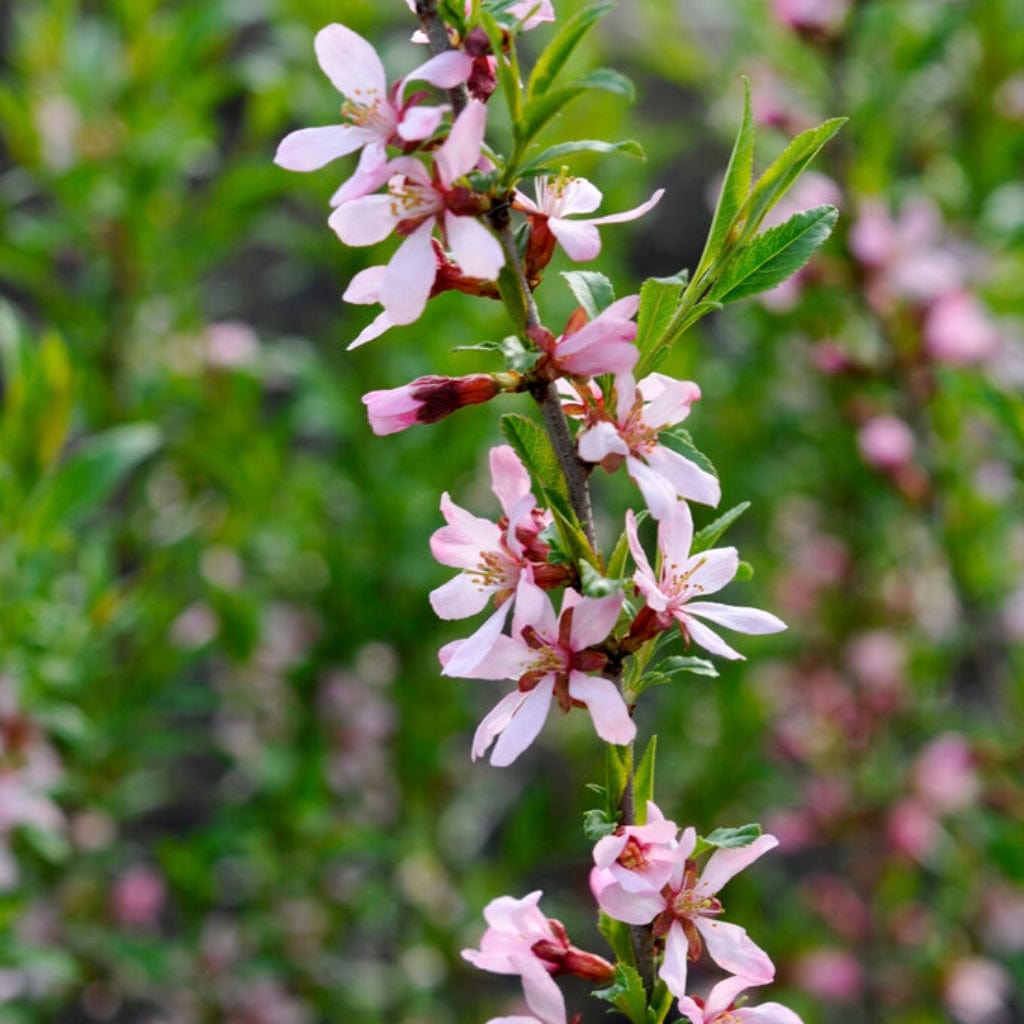 Dwarf Russian Almond Blossom Tree | Prunus tenella 'Firehill' – Roots ...