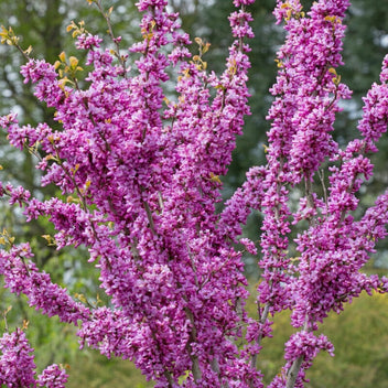 Chinese Redbud Tree | Cercis chinensis 'Avondale' – Roots Plants