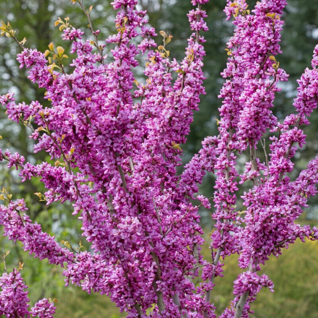 Chinese Redbud Tree | Cercis chinensis 'Avondale' – Roots Plants