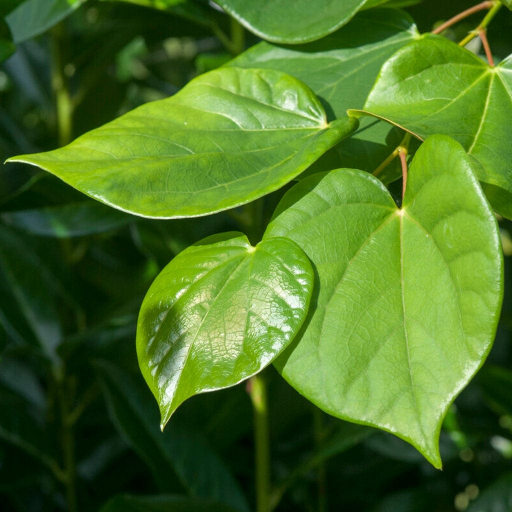 Chinese Redbud Tree | Cercis chinensis 'Avondale' – Roots Plants