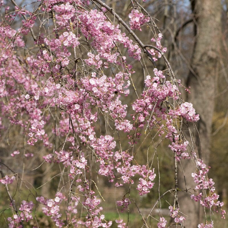 Pink Weeping Flowering Cherry Tree | Prunus subhirtella 'Pendula Rosea ...
