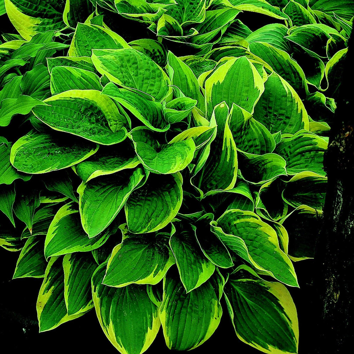 Best Ever Hosta Collection - Roots Plants