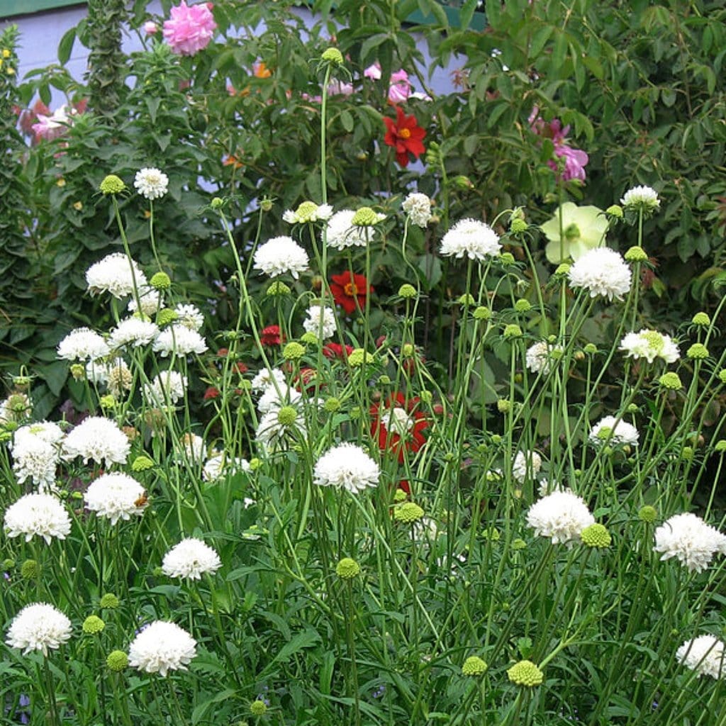 Scabiosa 'Flutter Pure White' – Roots Plants